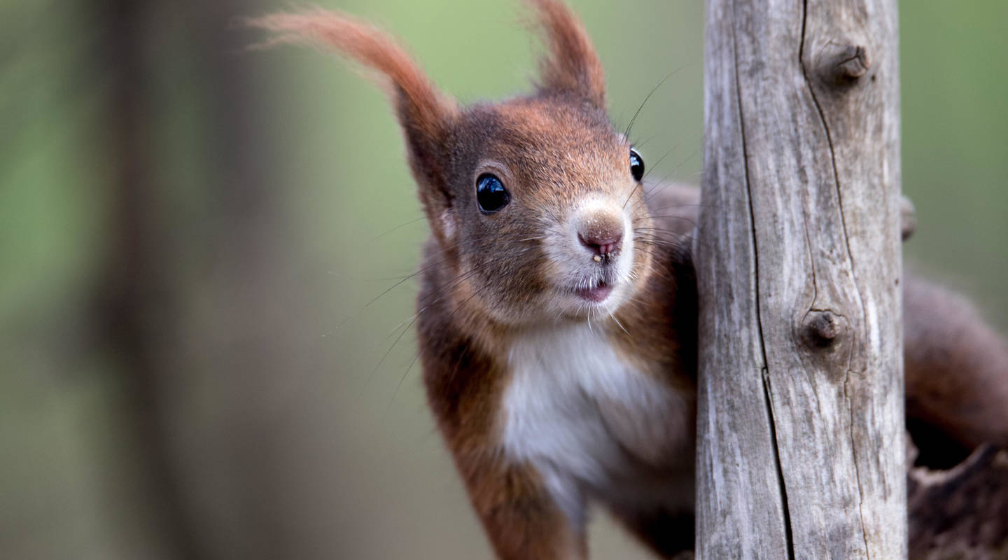 Eichhörnchen - welche Farbe hat dein Fell? | Pro Natura Solothurn